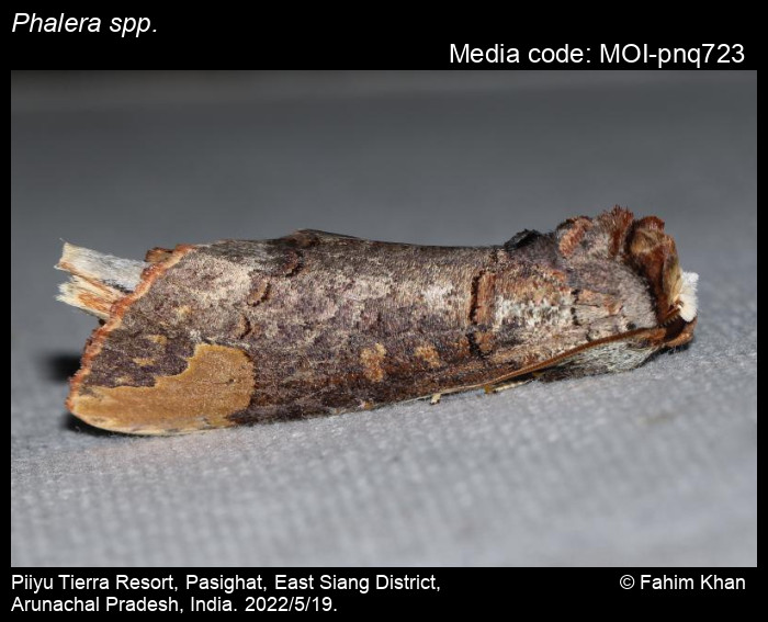 Phalera spp. | Moths